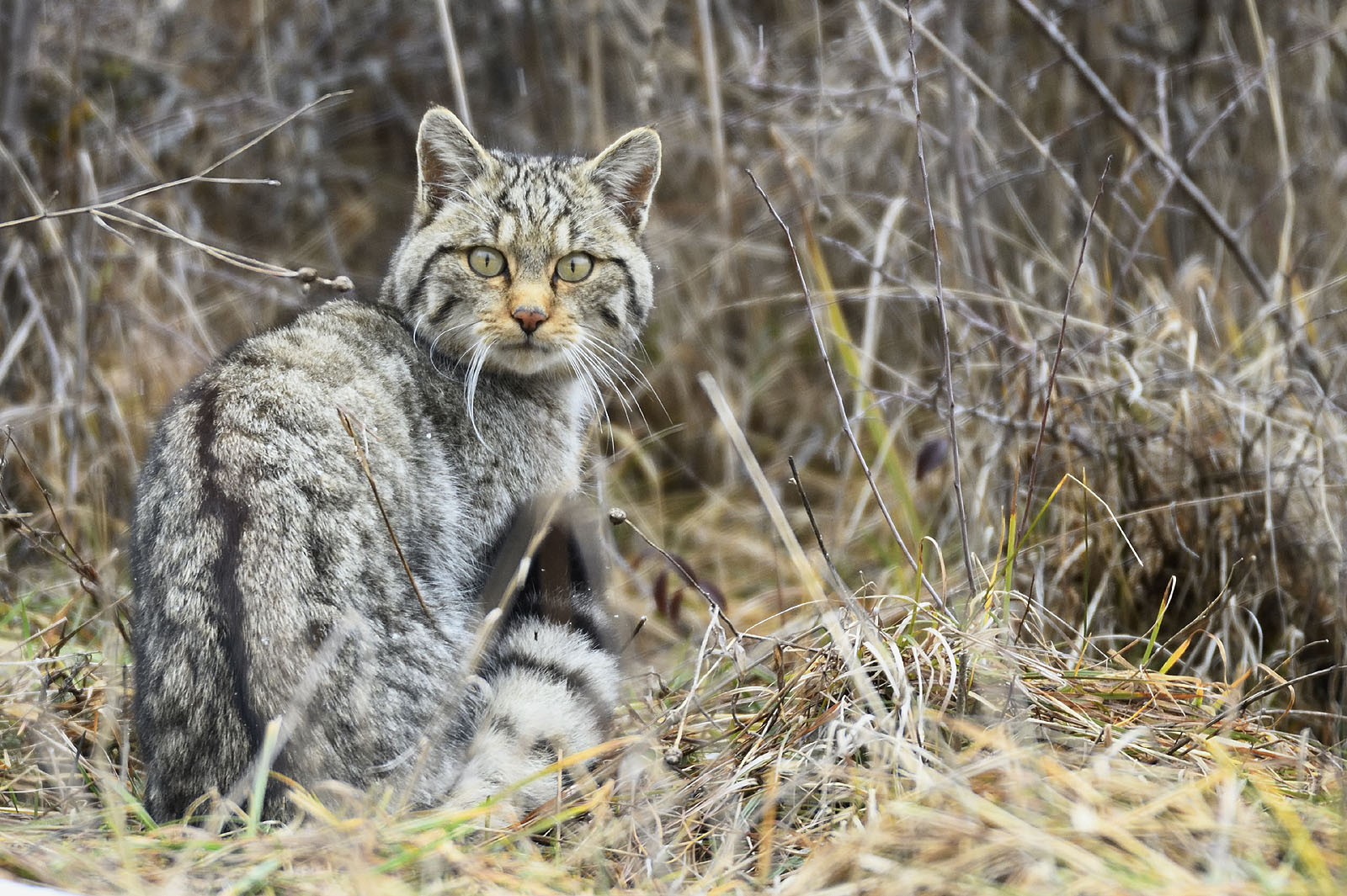 MARCO COLOMBO - DIECI LUOGHI DA SALVARE